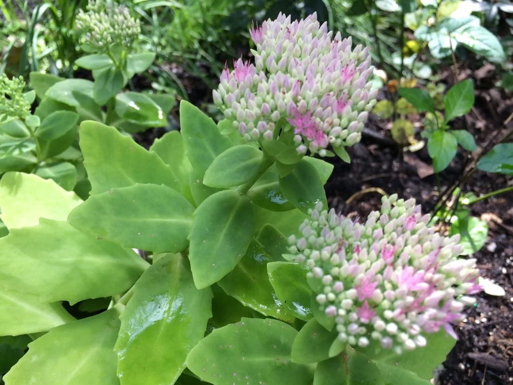 Autumn Sedum "Joy" — Gardening Charlotte