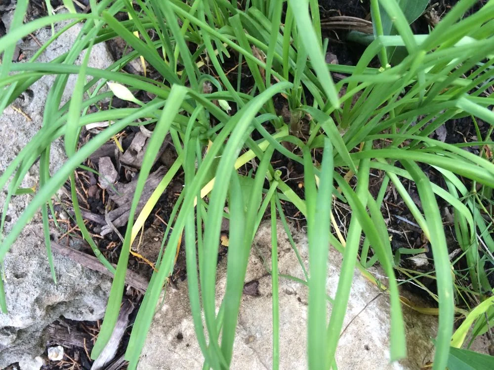 Gorgeous Garlic Chives — Gardening Charlotte
