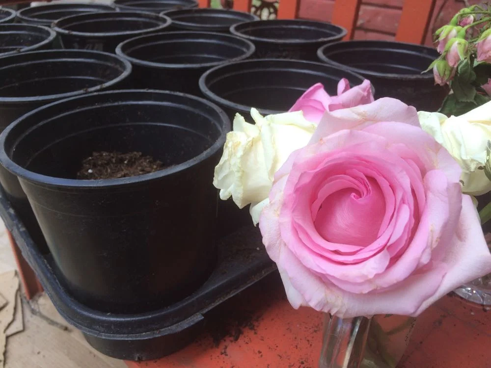 Cloning Roses — Gardening Charlotte