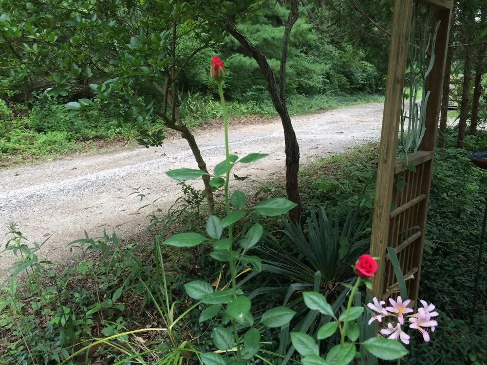 Cloning Roses — Gardening Charlotte