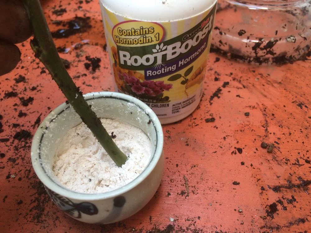 Cloning Roses — Gardening Charlotte