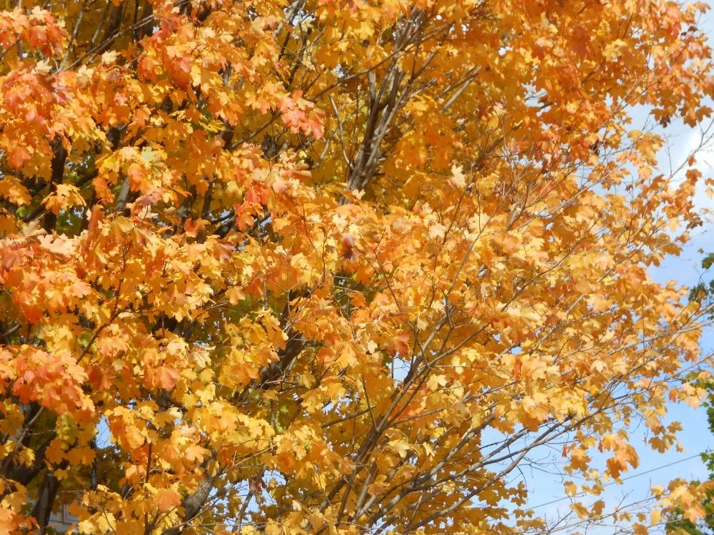 Sugar Maple Trees Fall Peach Colors — Gardening Charlotte
