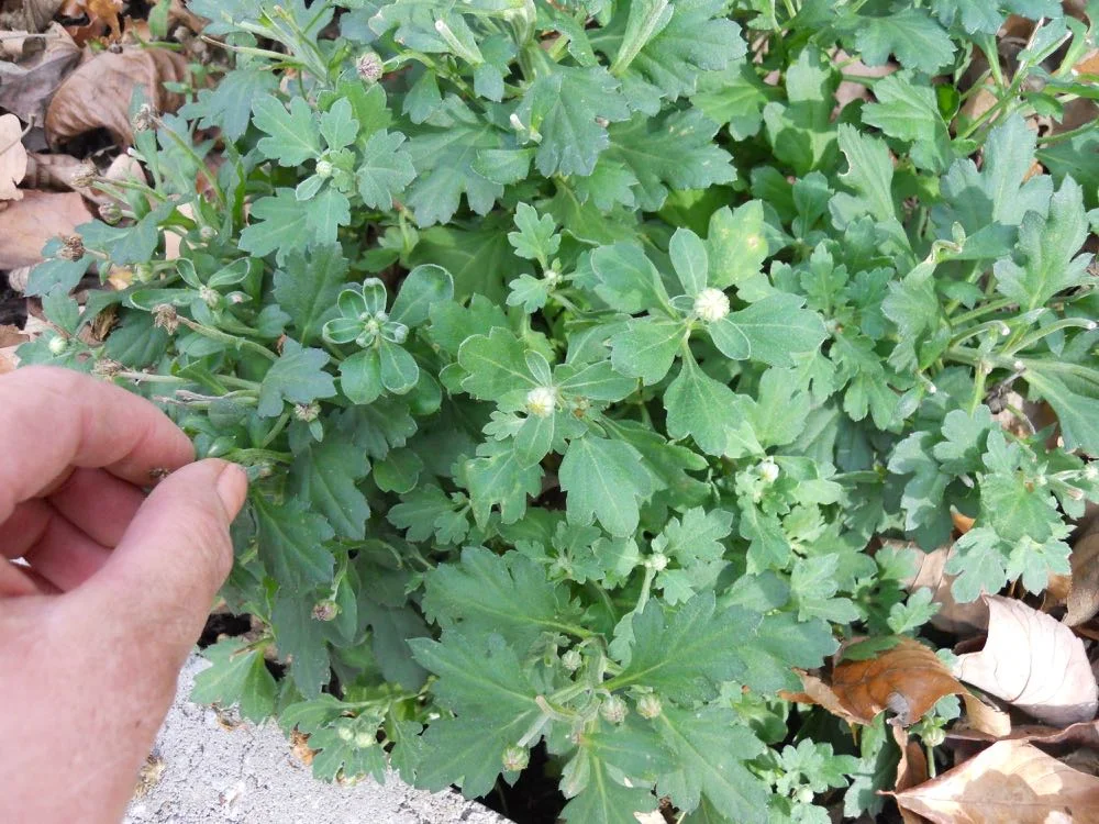 Bug-Busting Mums — Gardening Charlotte