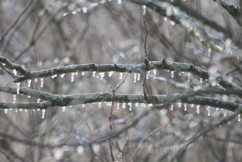 Winter — USDA zone 6b winter gardening tips — Gardening Charlotte