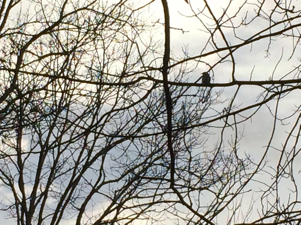 Picking Up Injured Bird — Gardening Charlotte