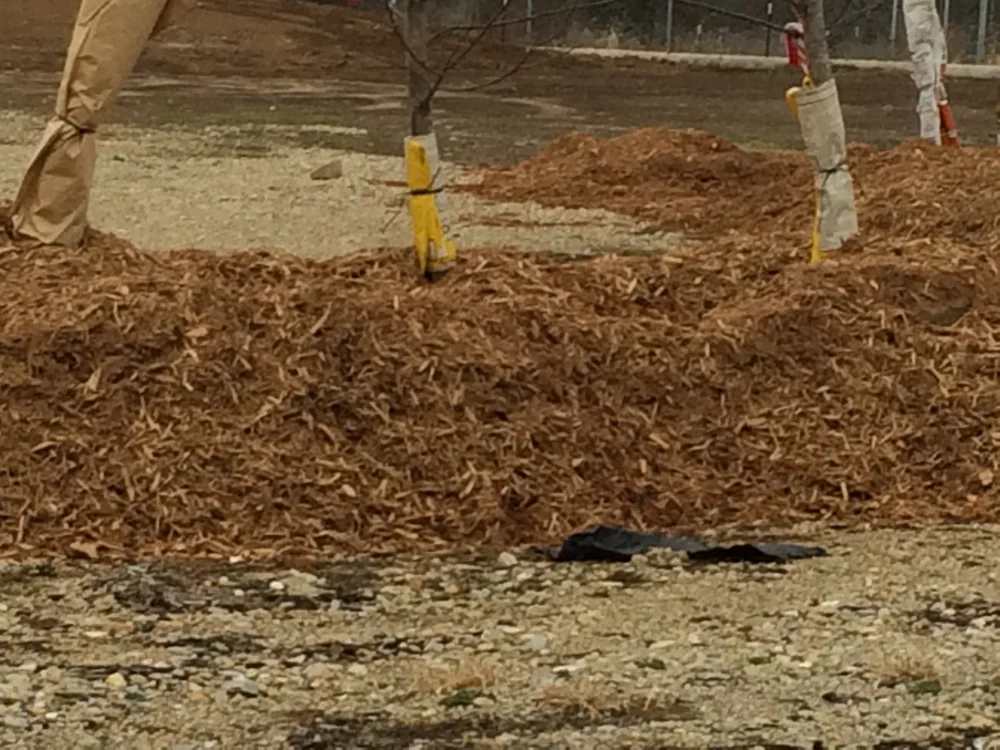 Unplanted Tree — Gardening Charlotte