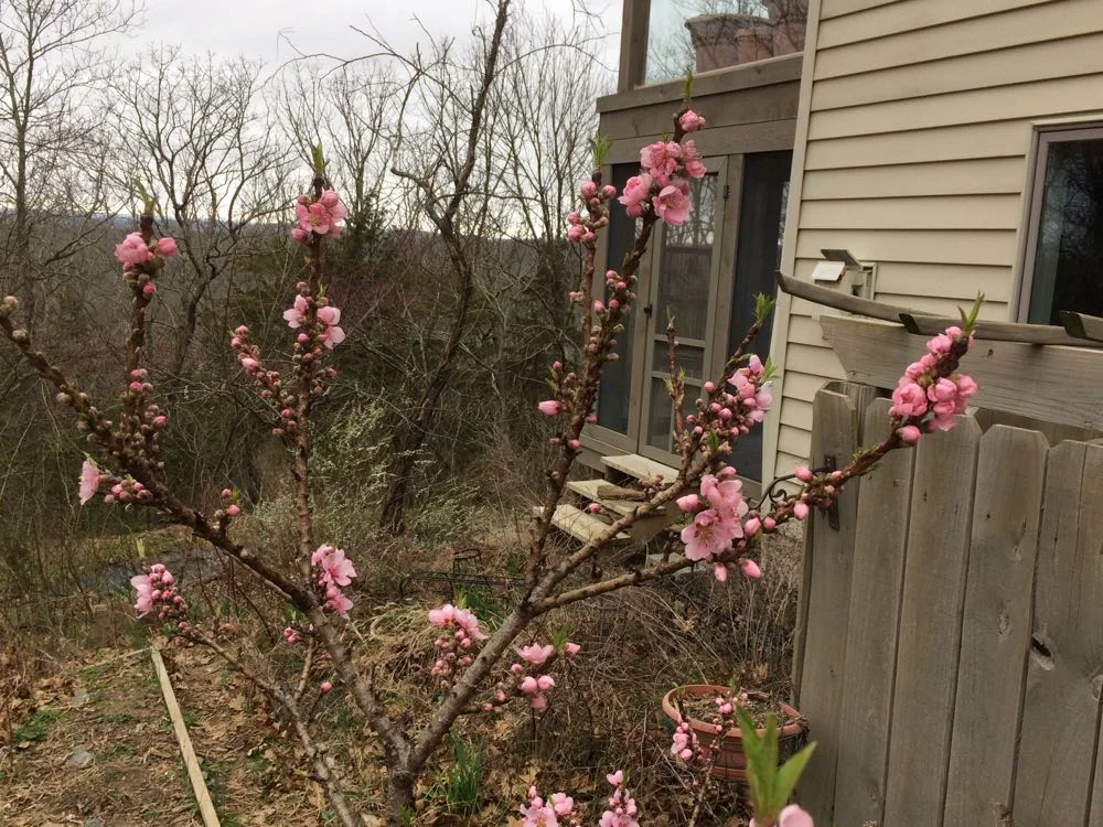 Apricot Trees in Bloom — Gardening Charlotte