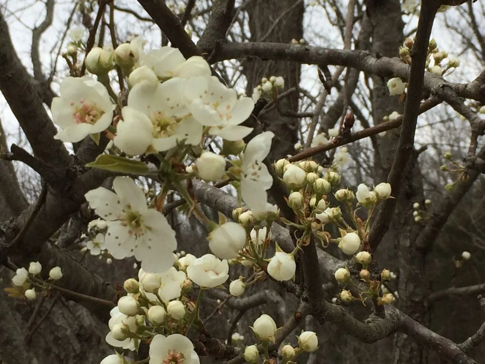 Blooming Semi-Dwarf Pear Tree — Gardening Charlotte