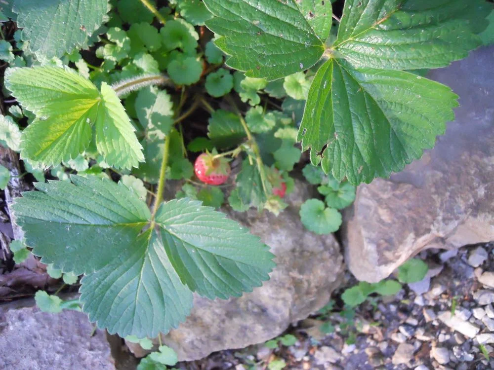 Finding First Strawberries — Gardening Charlotte