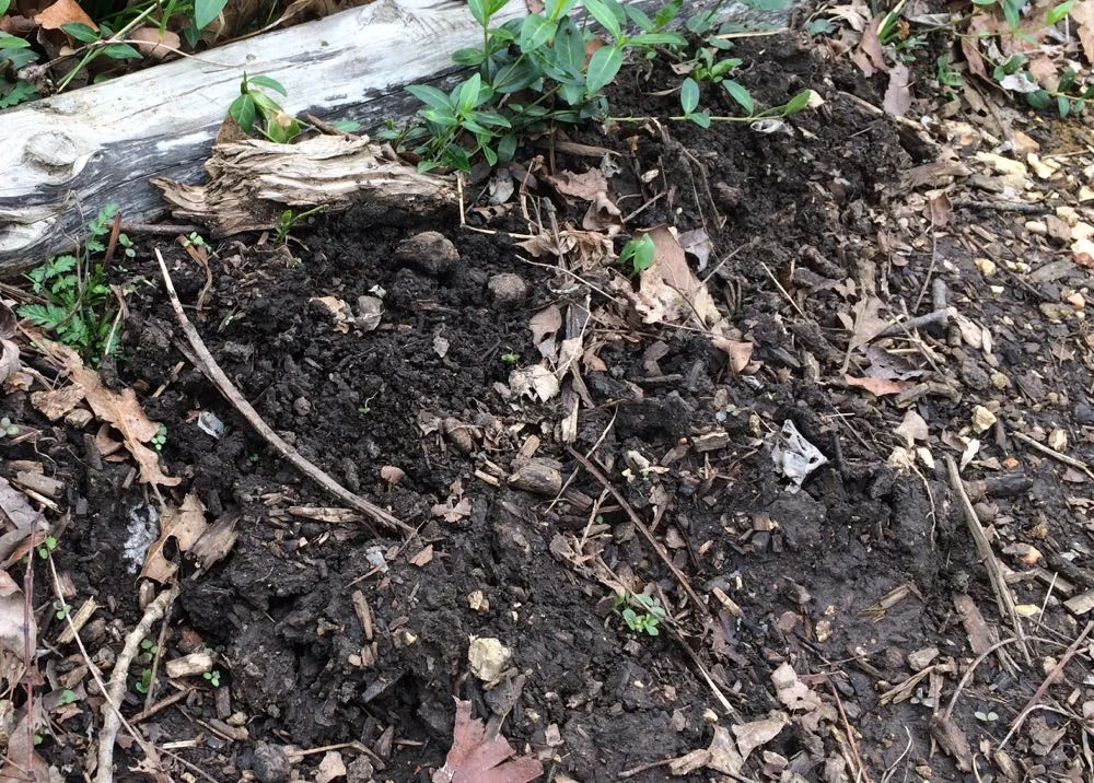 Managing Moles — Gardening Charlotte