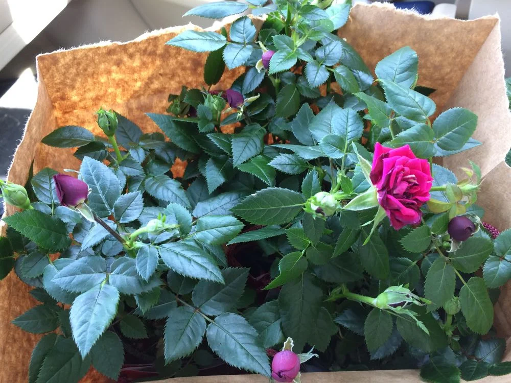 13 Tips to Grow Miniature Roses Inside — Gardening Charlotte