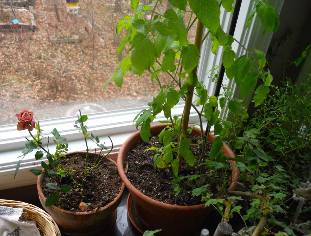 13 Tips to Grow Miniature Roses Inside — Gardening Charlotte