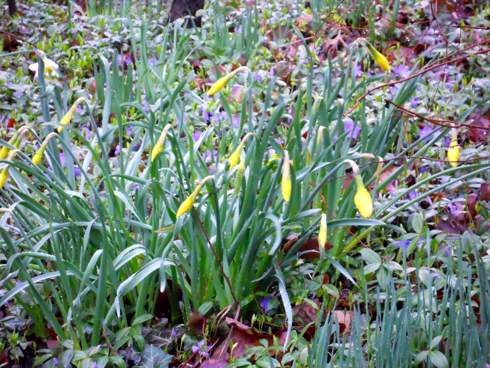 Daffodil Bouquets — Gardening Charlotte