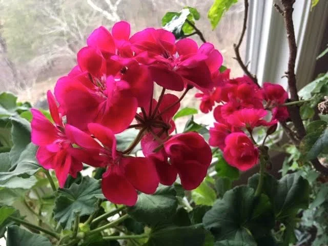 My Hardy Geraniums — Gardening Charlotte