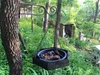 Tree Stump Bird Bath — Gardening Charlotte