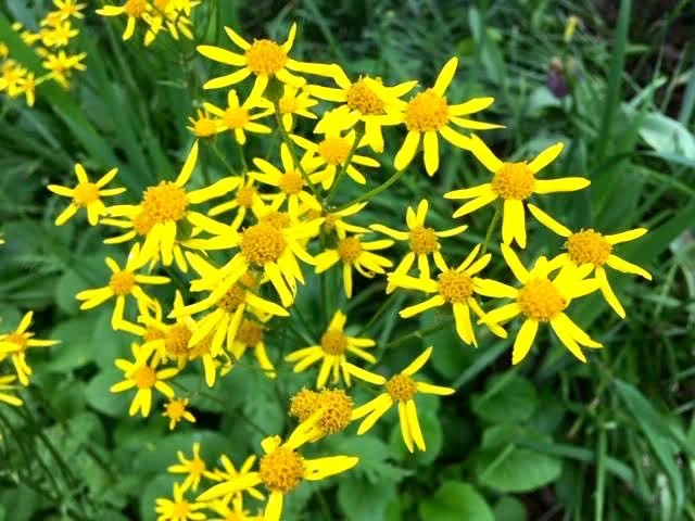 Squaw Weed Missouri Wildflowers — Gardening Charlotte