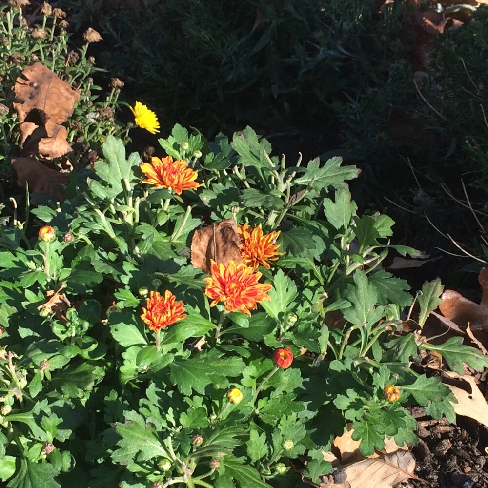 Mums Dead or Alive — Gardening Charlotte