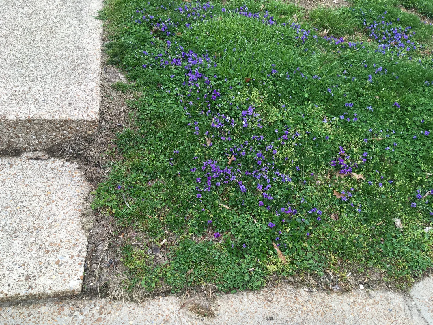 Missouri's Wild Violets — Gardening Charlotte