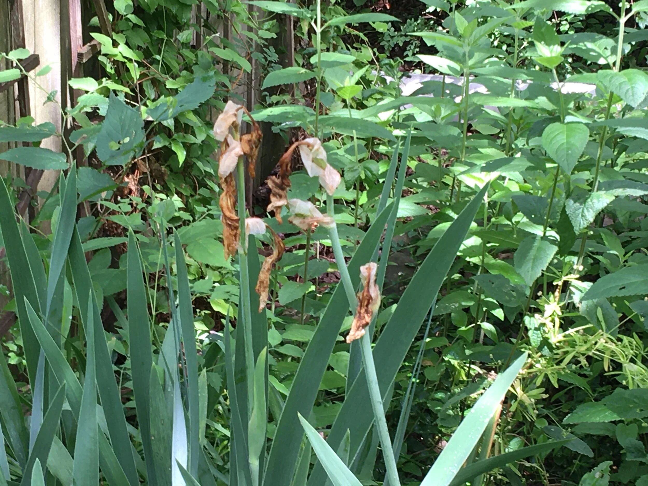 Leave or Cut Iris Flowers — Gardening Charlotte