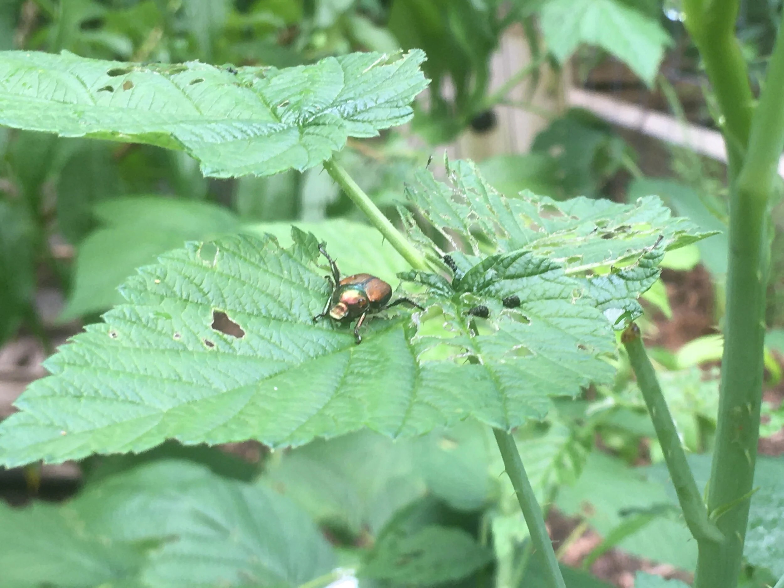 Battling Japanese Beetles — Gardening Charlotte