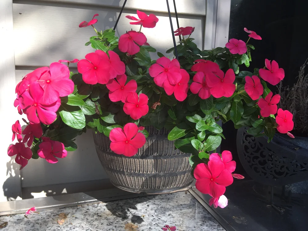 Tall Vinca — Gardening Charlotte