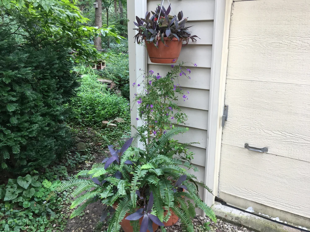 Golden Dewdrop Trees — Gardening Charlotte