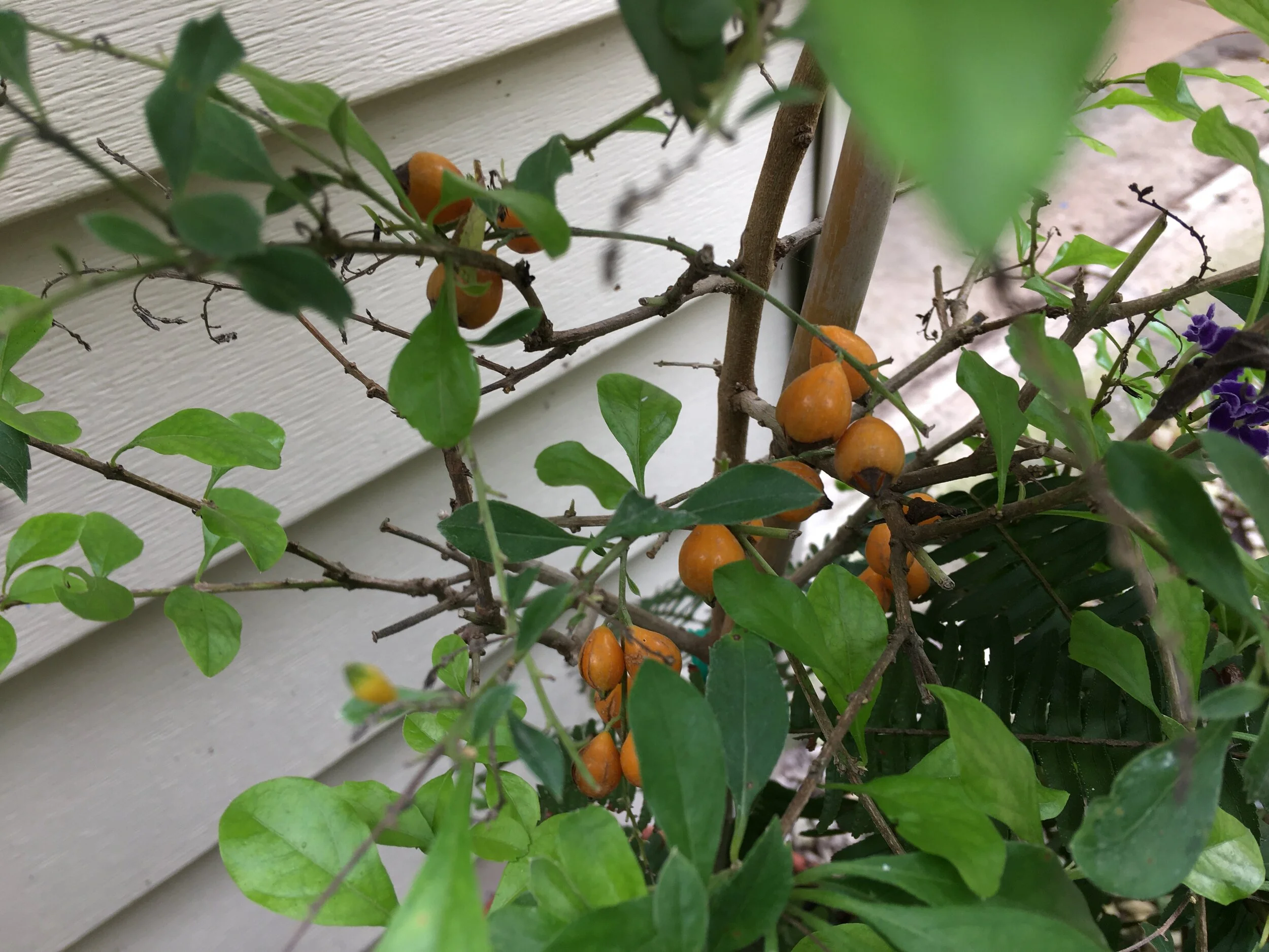 Golden Dewdrop Trees — Gardening Charlotte