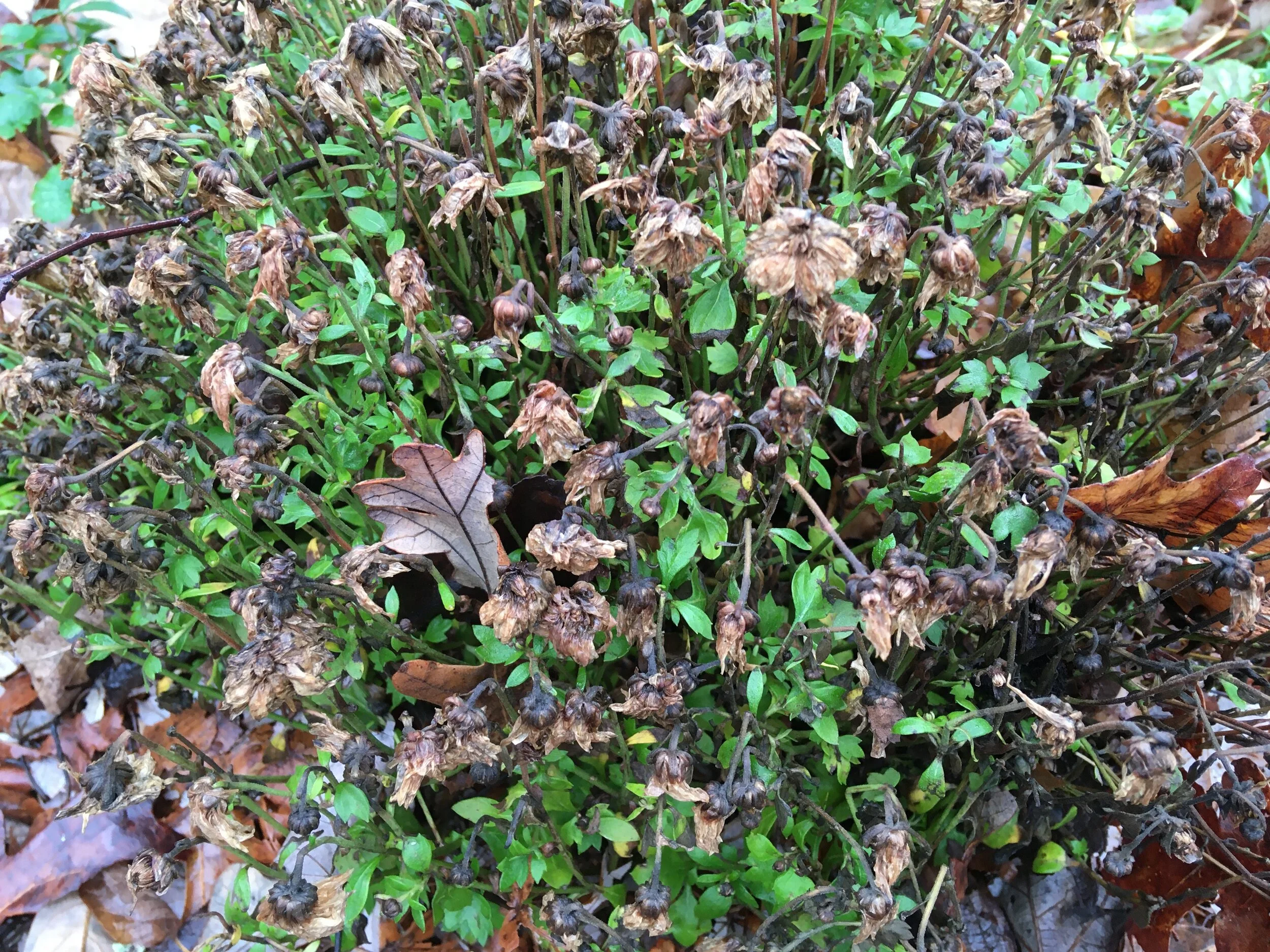Garden Mum Winter Pruning — Gardening Charlotte