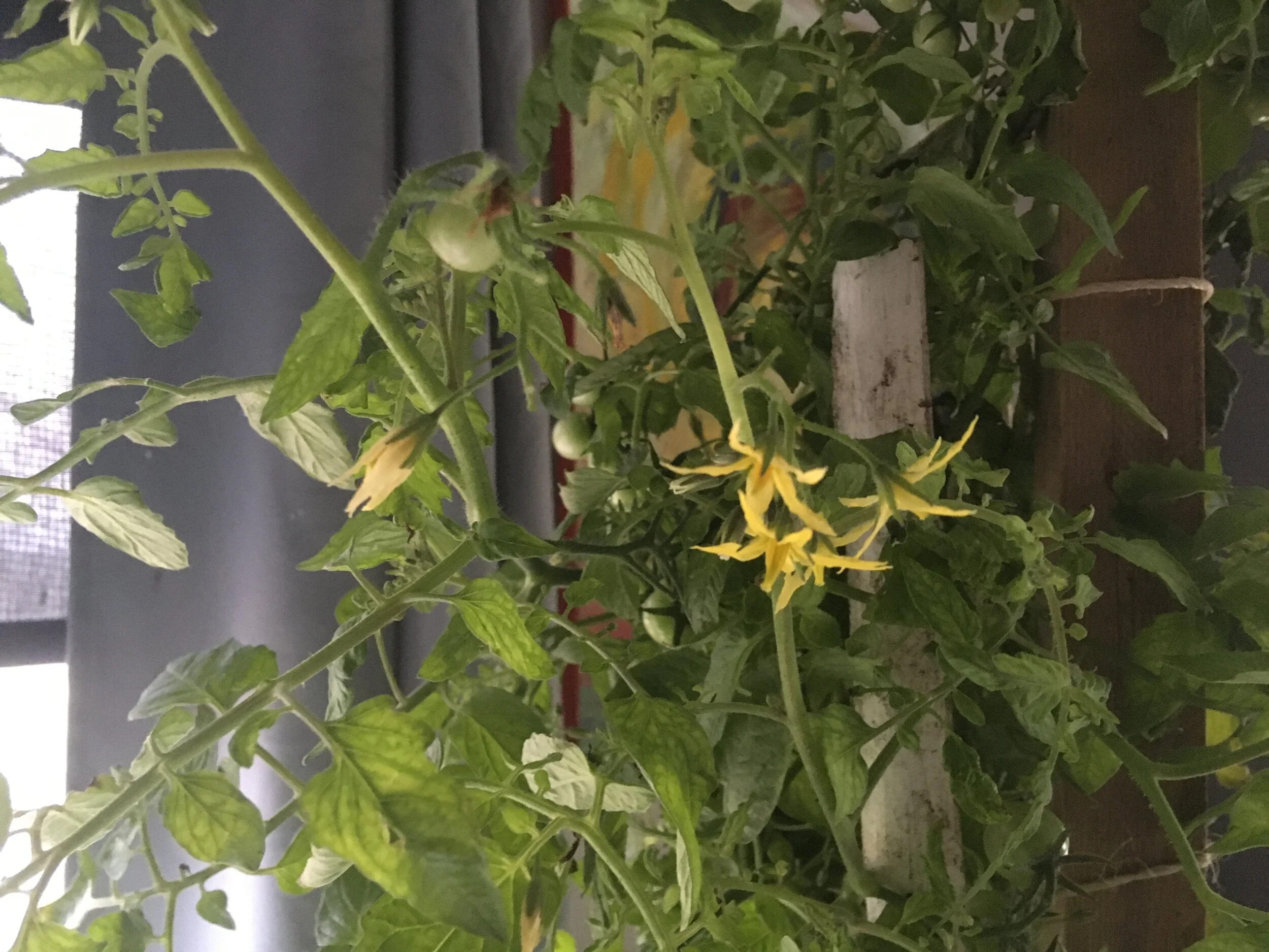 Moving Tomato Plant Inside — Gardening Charlotte