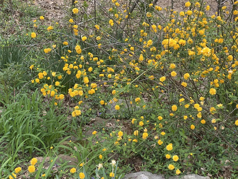 Japanese Rose — Gardening Charlotte