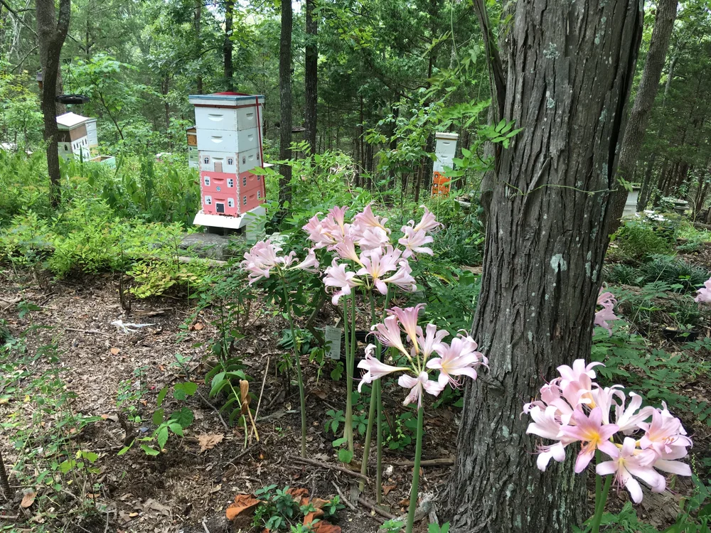 Spring Garden Tips — Gardening Charlotte