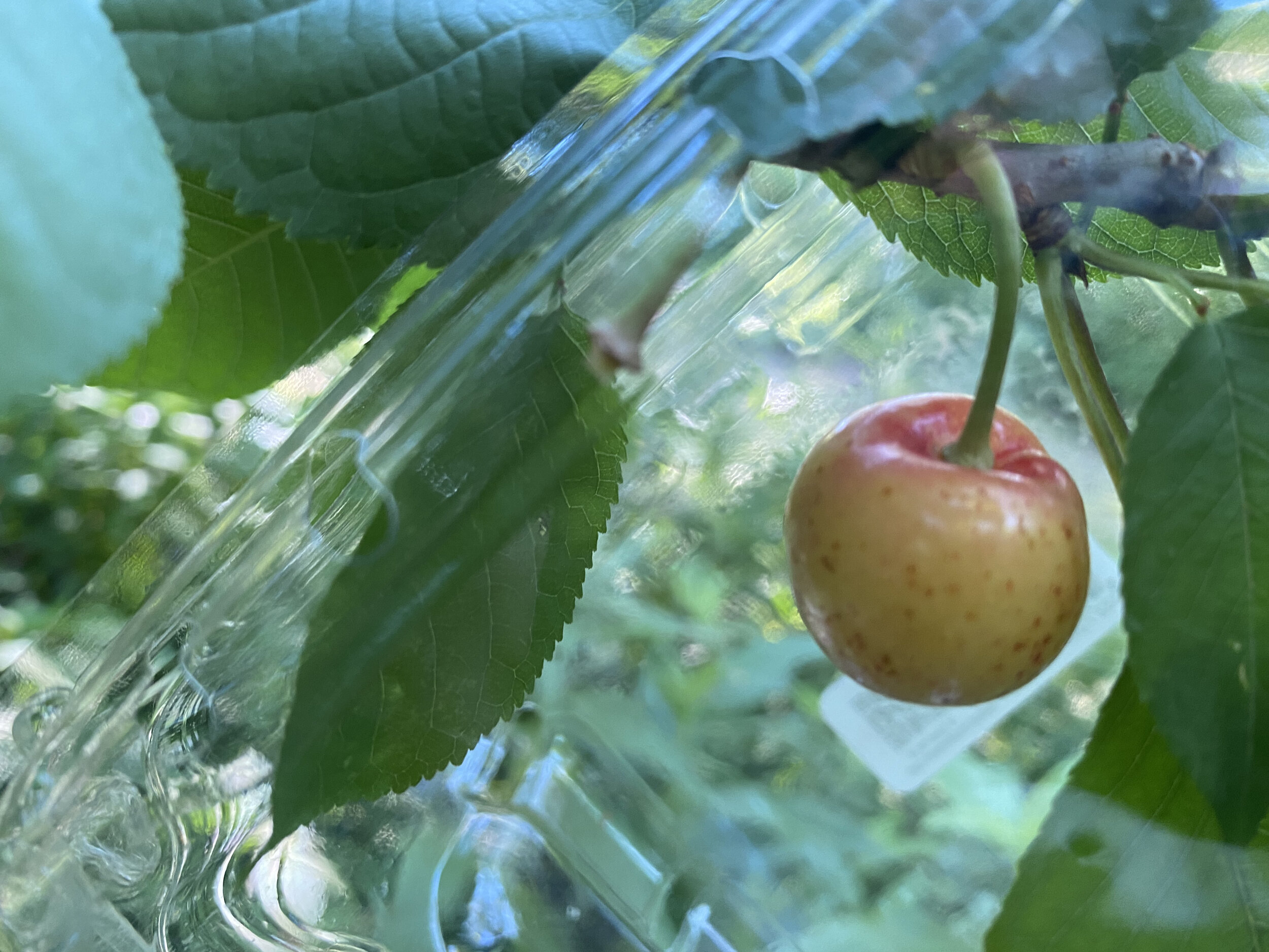 Clam Shell Guards — Gardening Charlotte