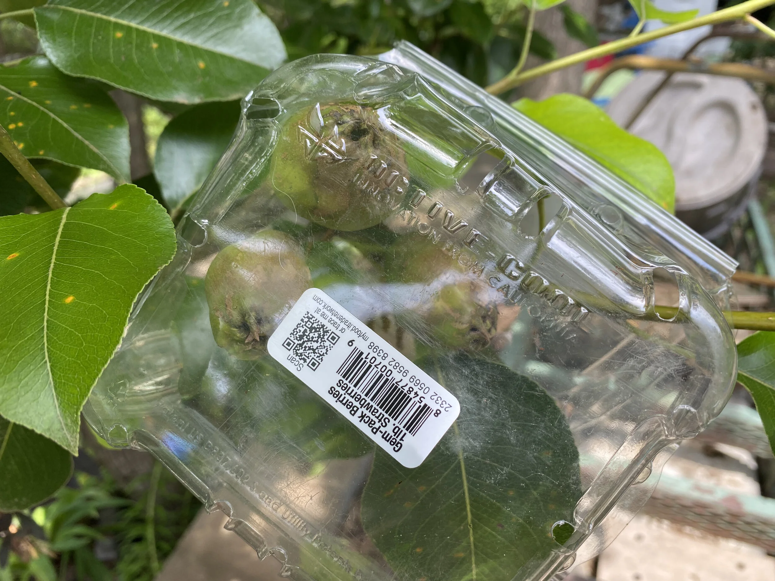 Clam Shell Guards — Gardening Charlotte