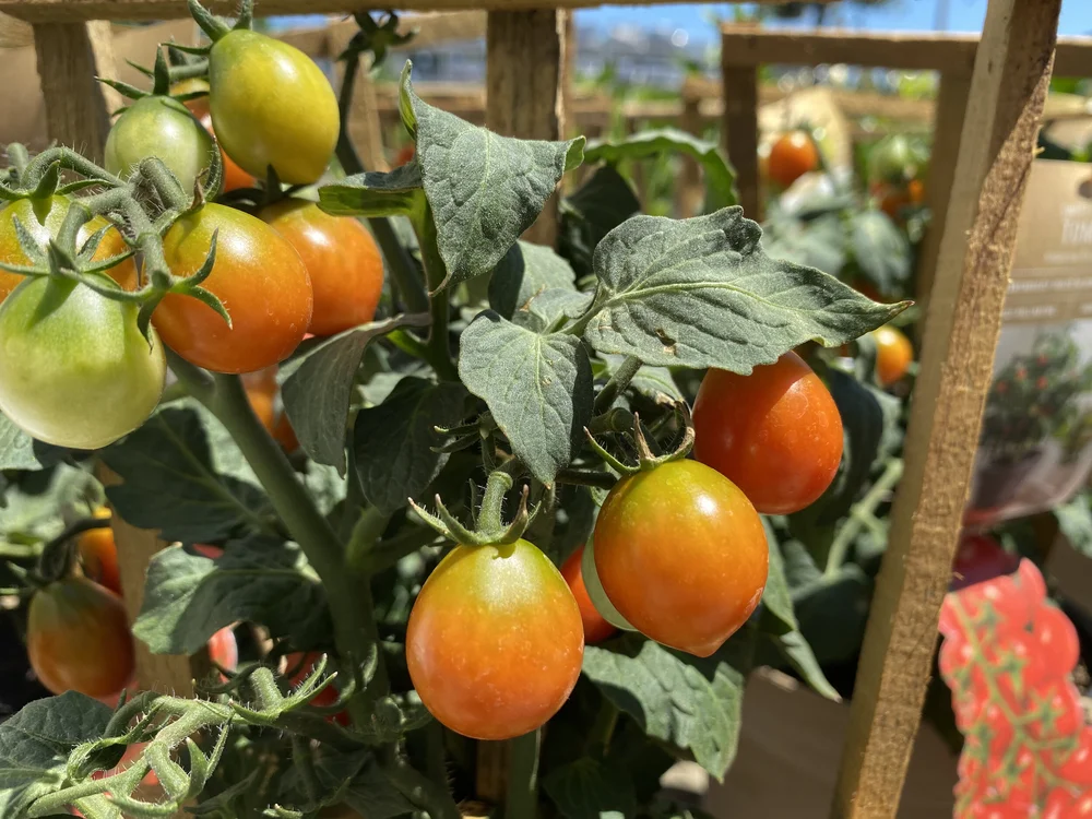 Cocktail Tomatoes — Gardening Charlotte