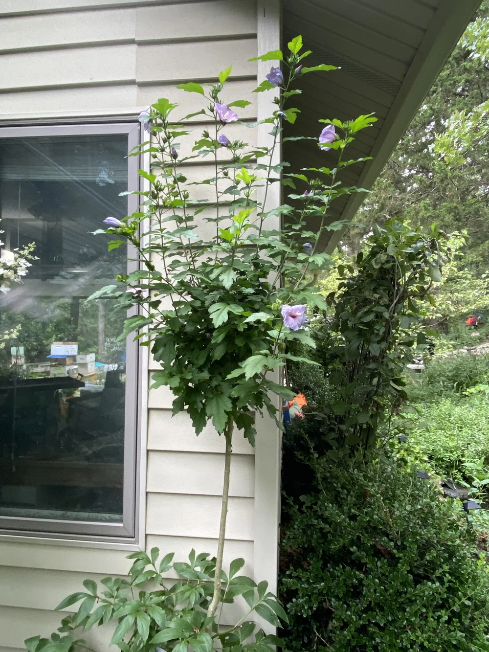 Rose of Sharon Trees — Gardening Charlotte