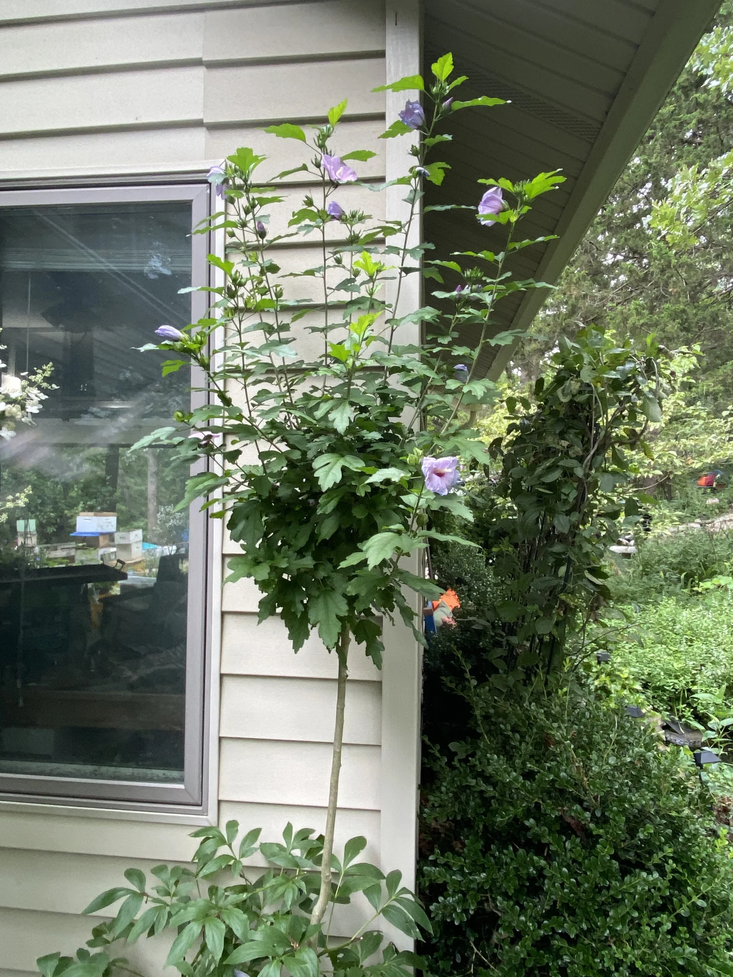 Rose of Sharon Trees — Gardening Charlotte