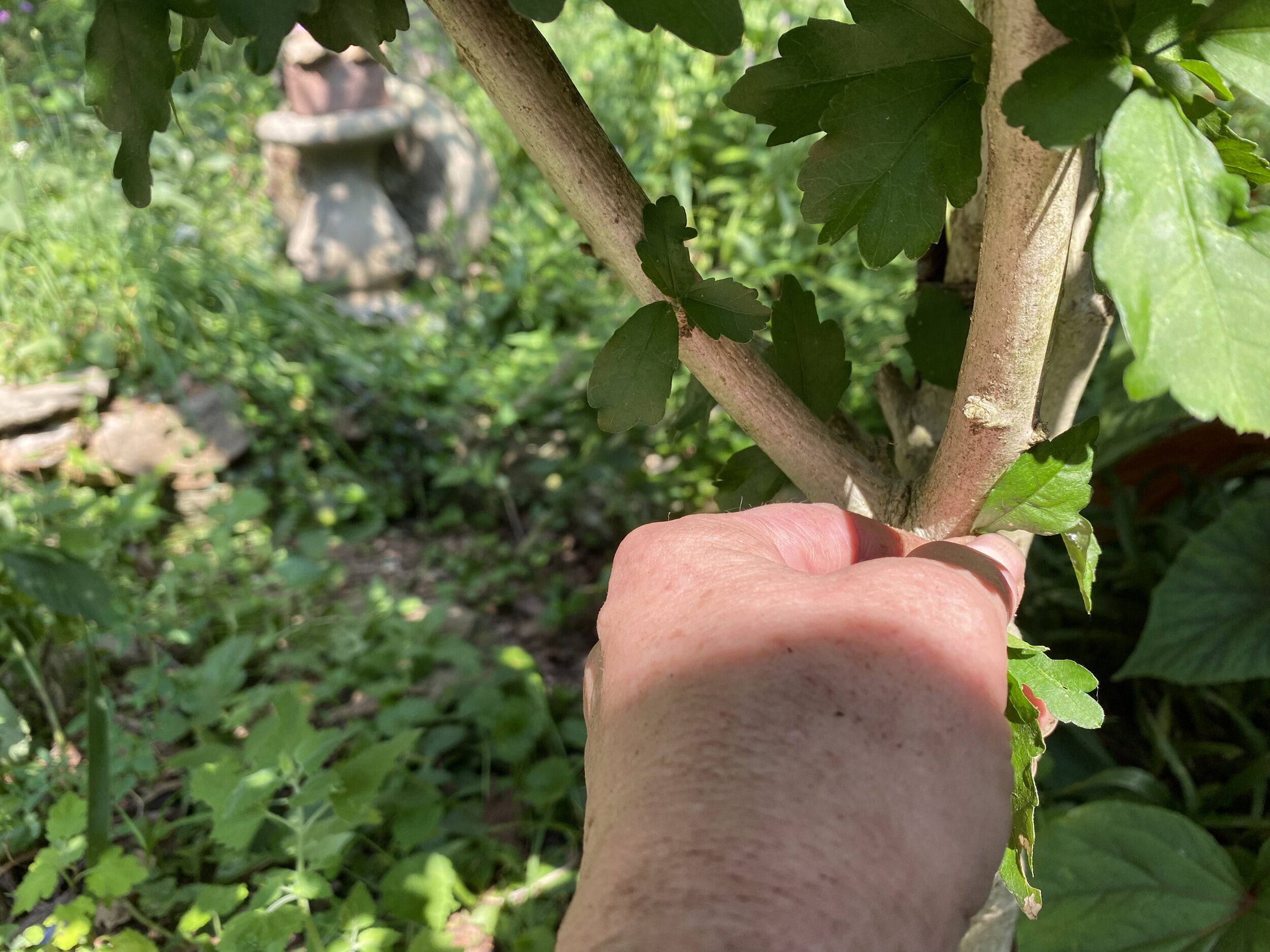 Rose of Sharon Trees — Gardening Charlotte
