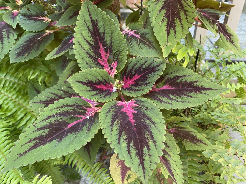 Coleus From Cut Tops — Gardening Charlotte
