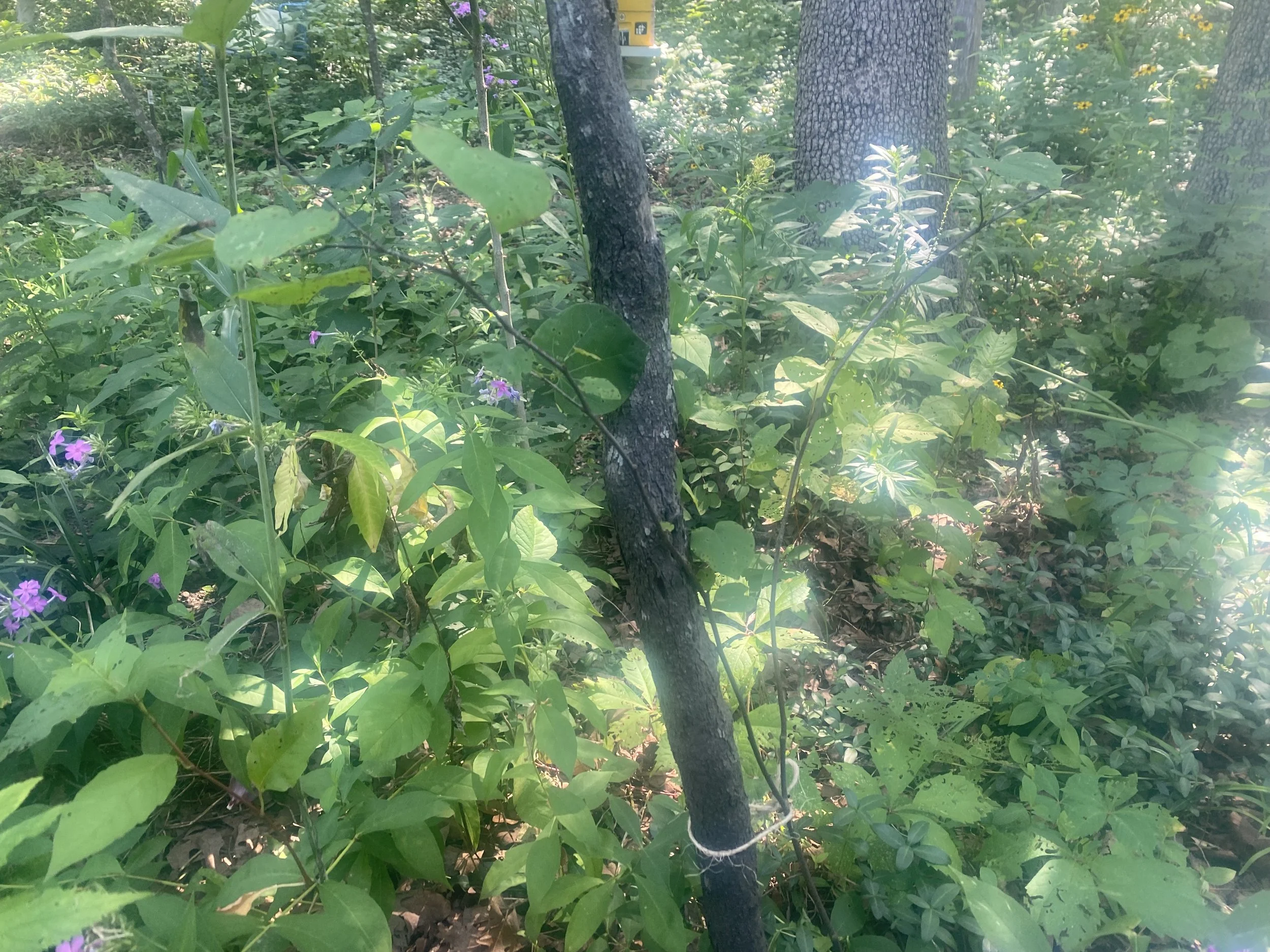 Is My Dogwood Dead? — Gardening Charlotte
