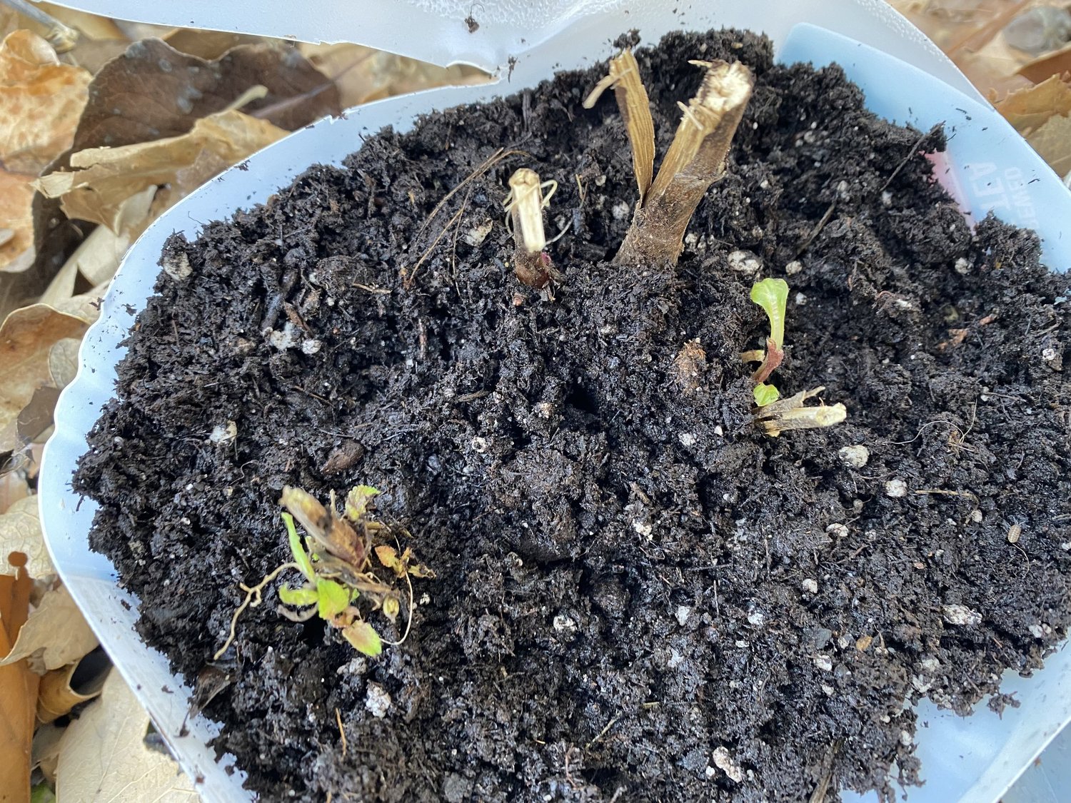 Planting Coneflower Seeds — Gardening Charlotte