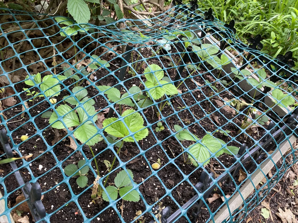 Protecting Strawberries — Gardening Charlotte