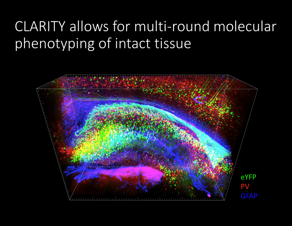 CLARITY — Chung Lab Resources
