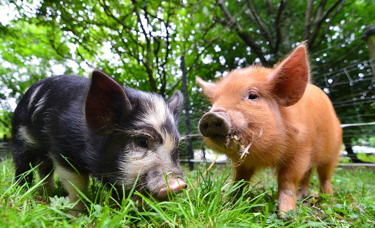 Family & Child Friendly Holiday Cottages in Devon - Knowle Farm