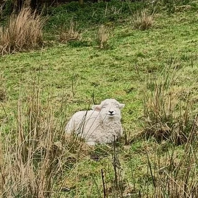 Family & Child Friendly Holiday Cottages in Devon - Knowle Farm
