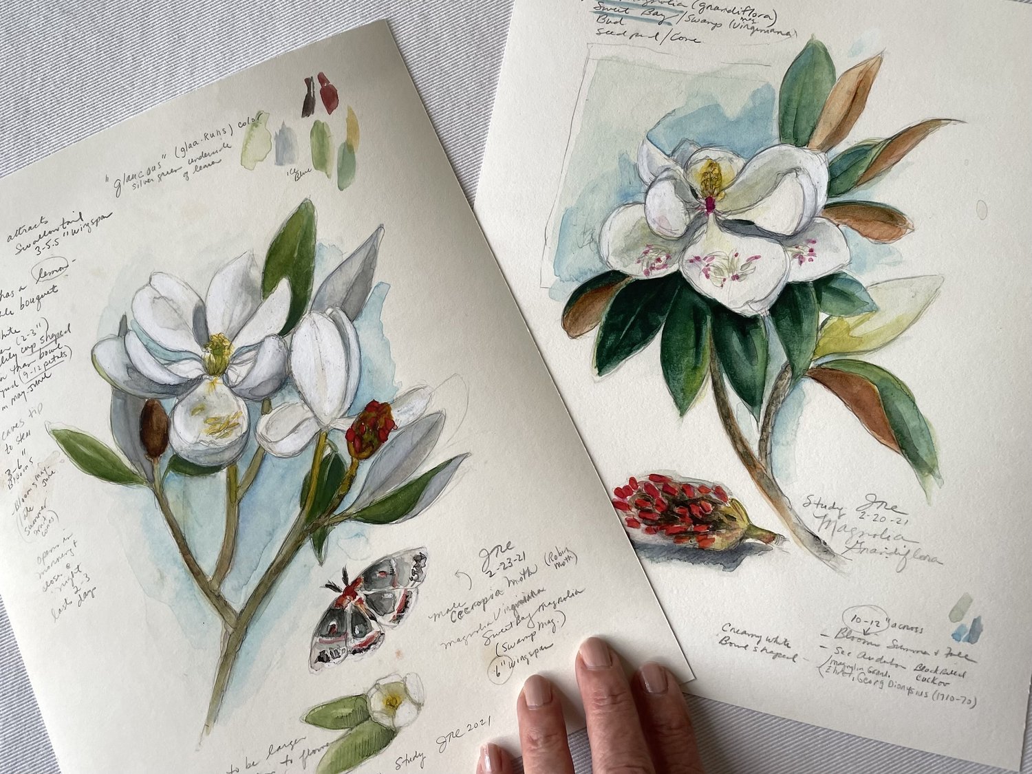 Southern Magnolia Art
