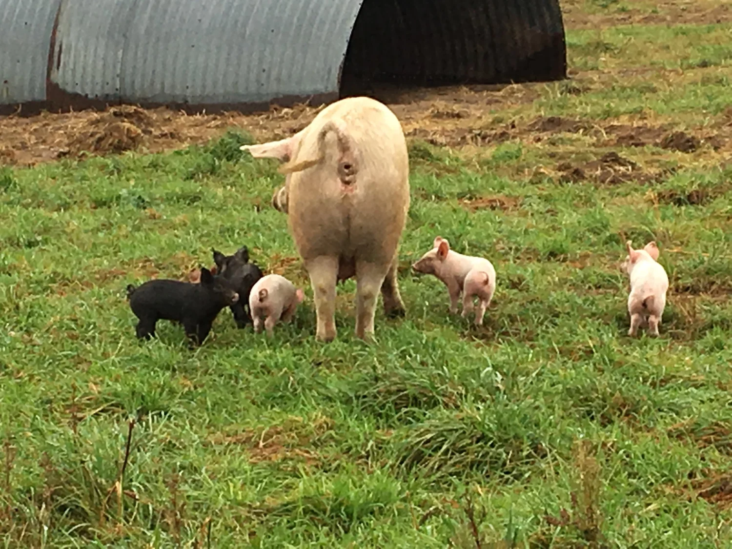 Photo Gallery — Pure Pastures