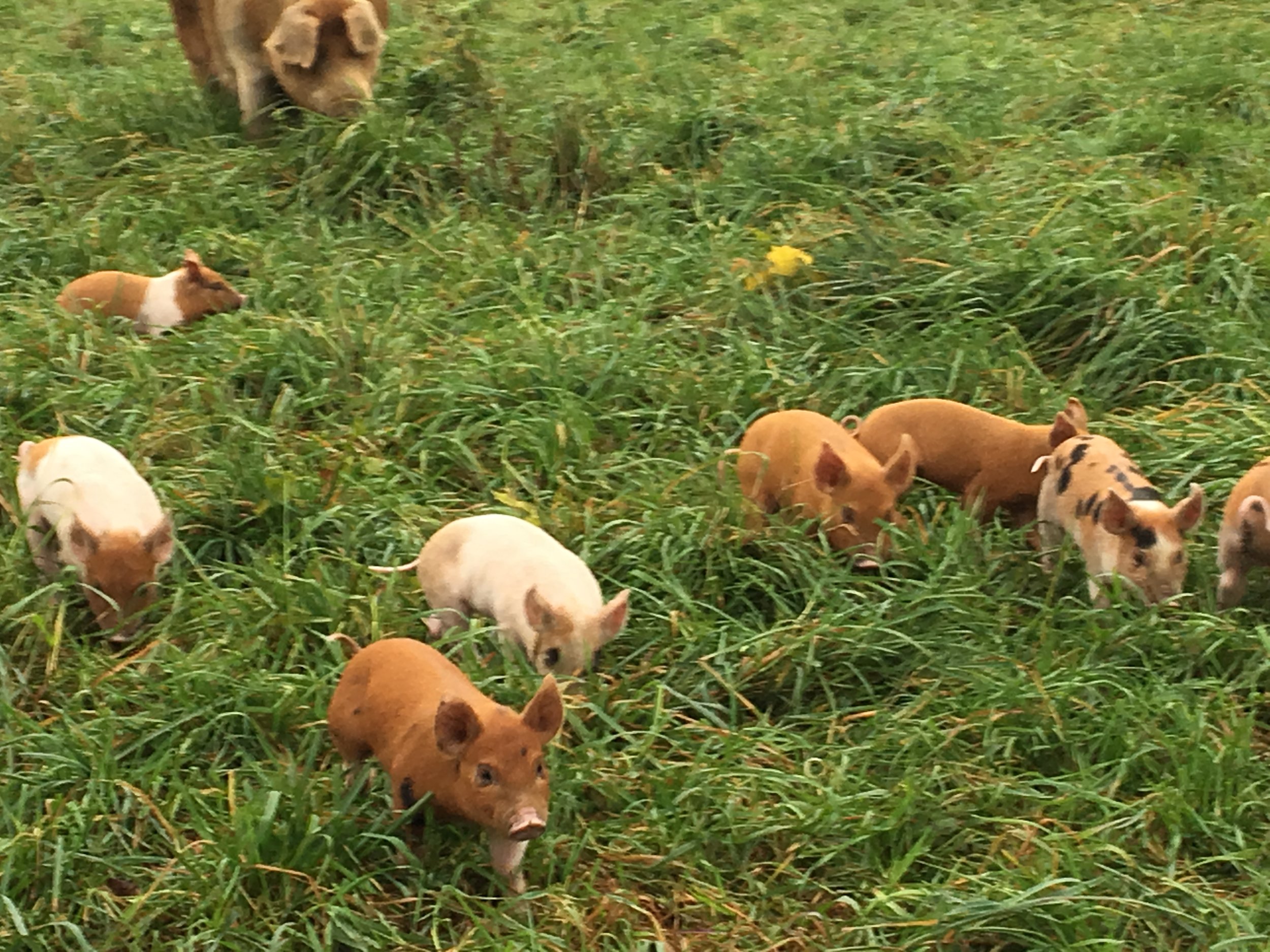 Photo Gallery — Pure Pastures
