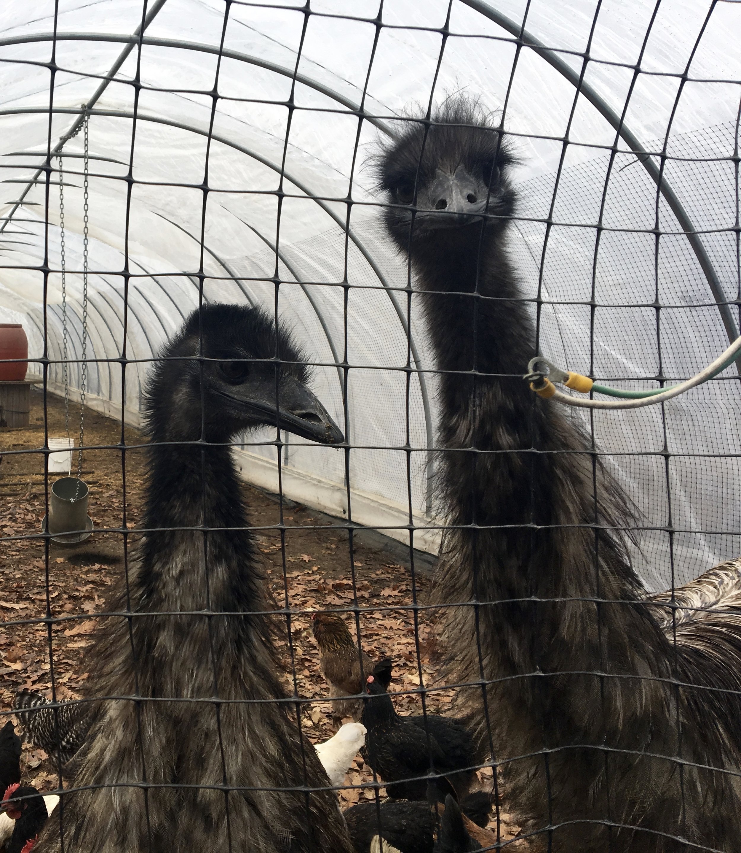 Photo Gallery — Pure Pastures