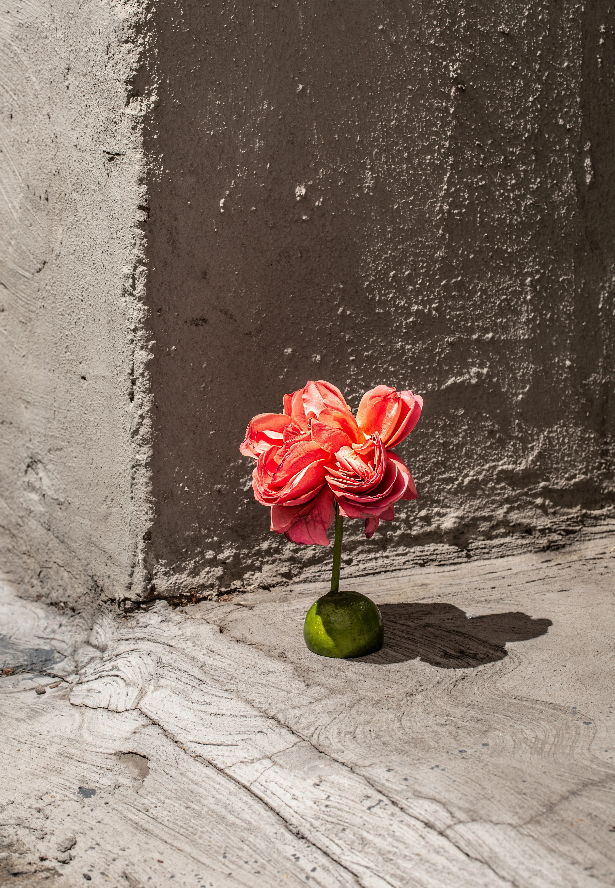 Suzanne Saroff Photography