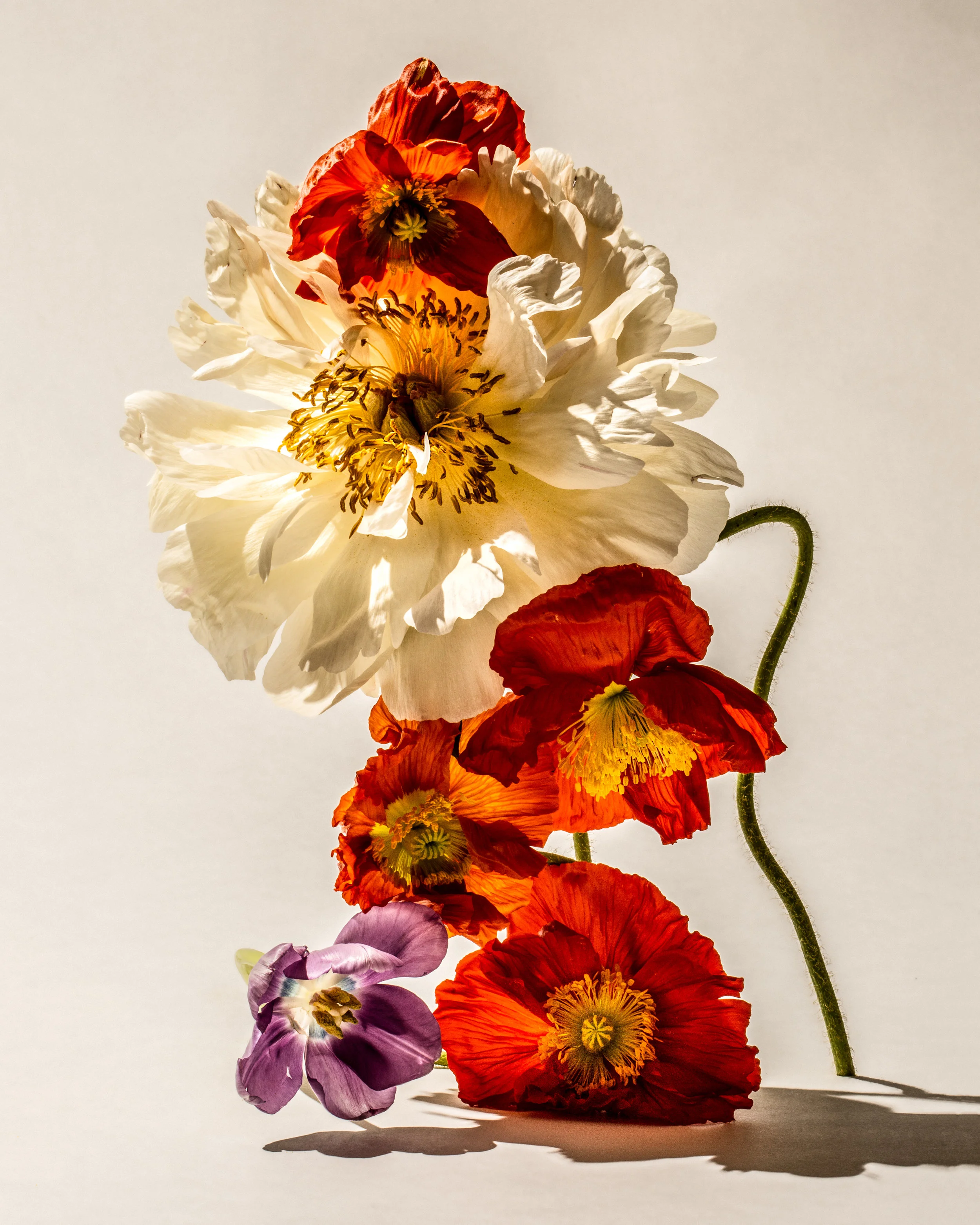 Suzanne Saroff Photography